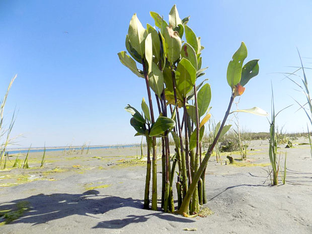 ZETA – Pescadores consiguen reproducción de mangles en Mulegé