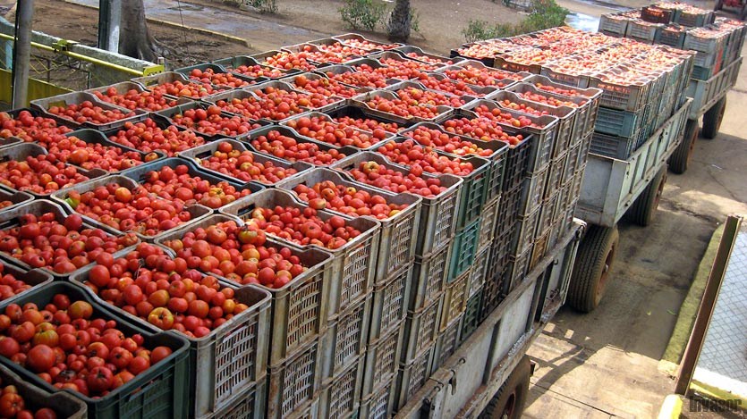 ZETA – Imposible inspeccionar 100 % camiones de tomate mexicano que van ...