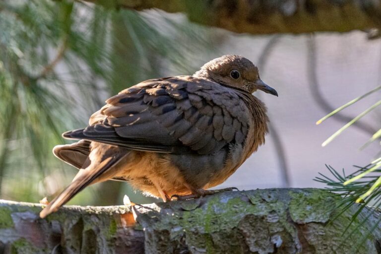 Nacen aves extintas en la naturaleza en el San Diego Zoo - Semanario ZETA