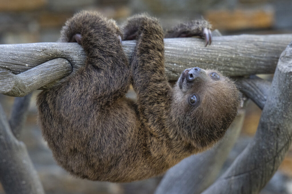 Nace perezosa de dos dedos de Linnaeus en el San Diego Zoo - Semanario ZETA
