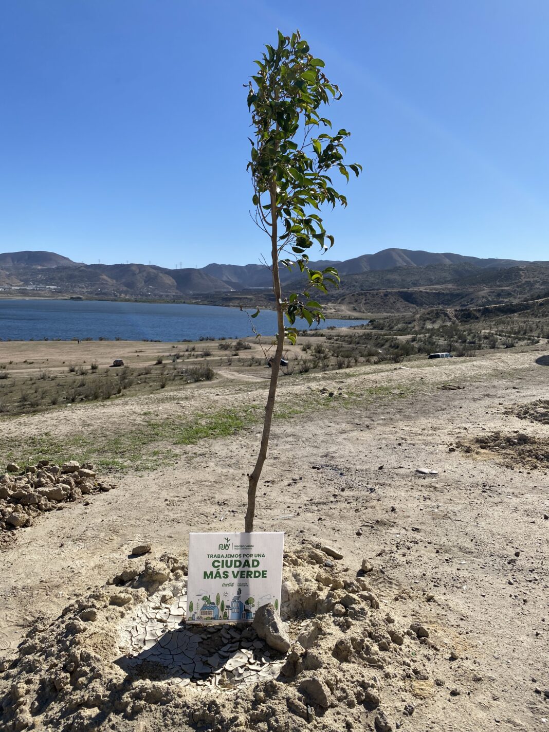 Actividades de reforestación en el Parque Esperanto - Semanario ZETA