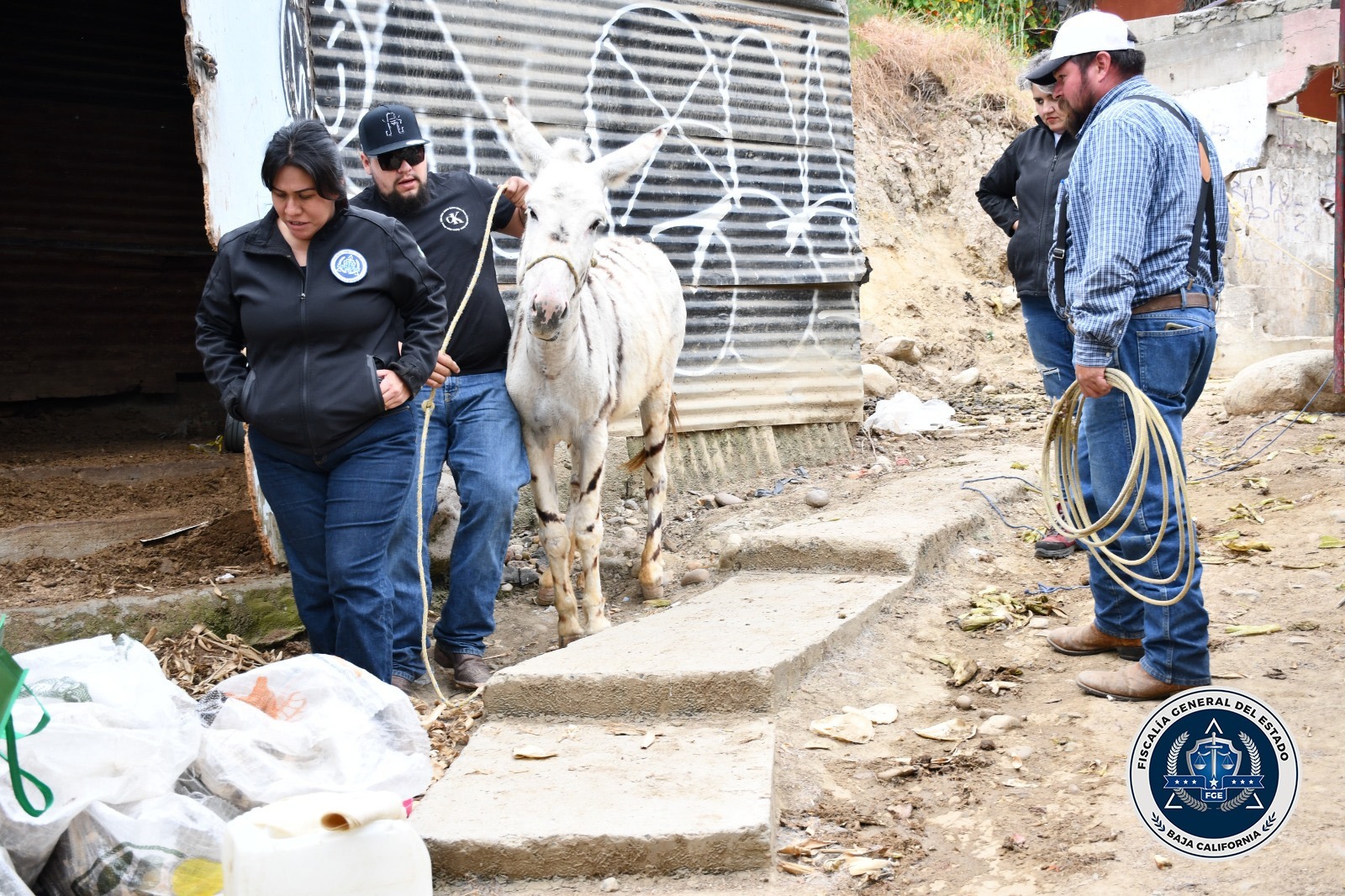 Tras cateo por maltrato animal, rescatan a cinco burras en Tijuana ...