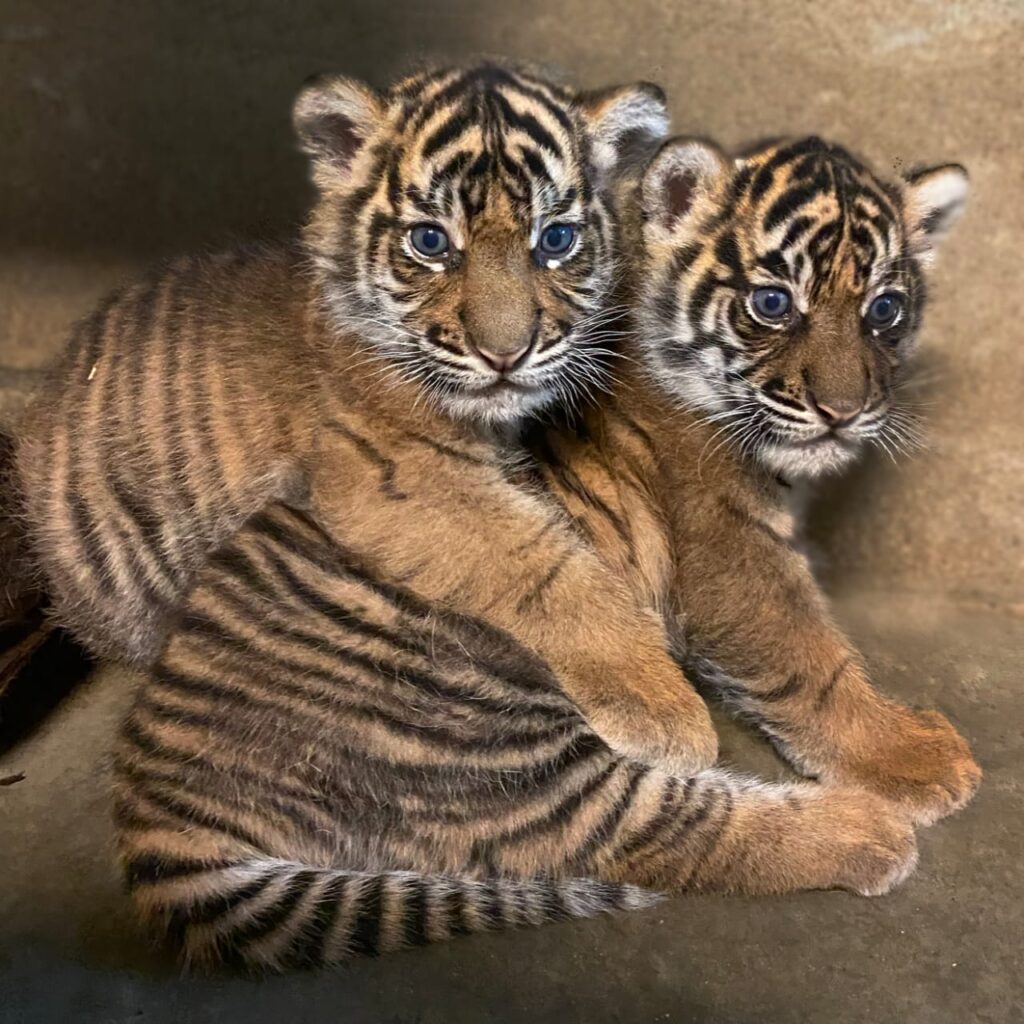 Dos cachorritos de tigre de Sumatra en el San Diego Zoo Safari Park ...