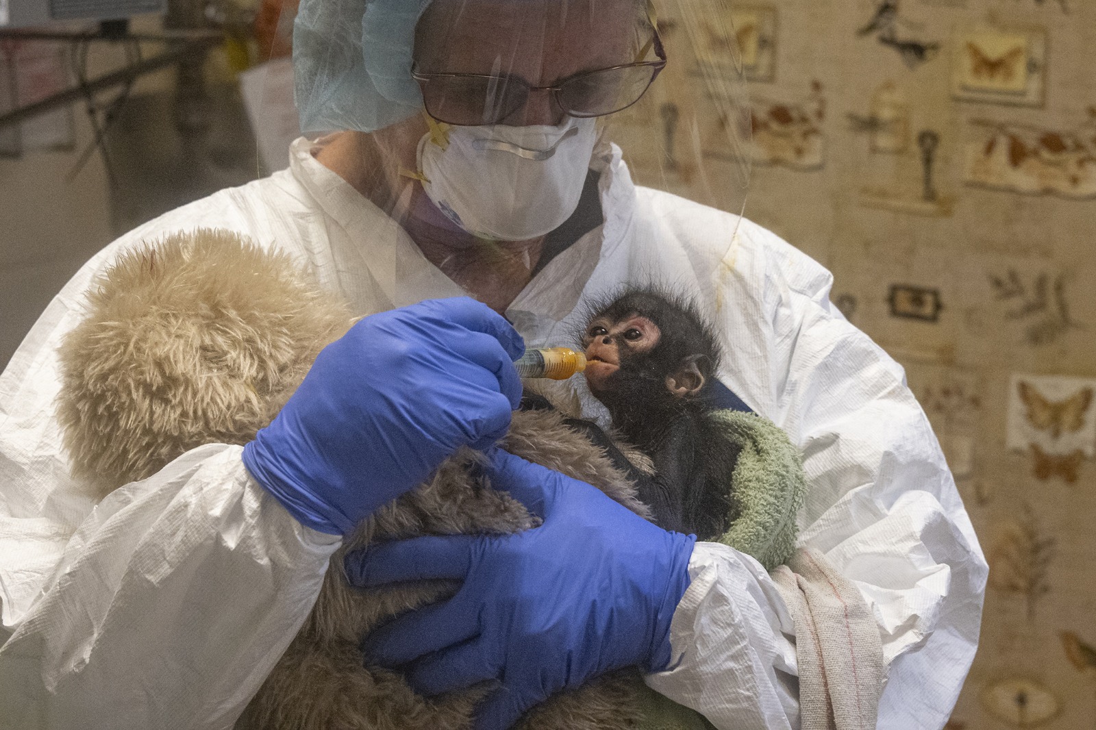 Tres monos de araña confiscados ahora al cuidado de la Fundación San ...