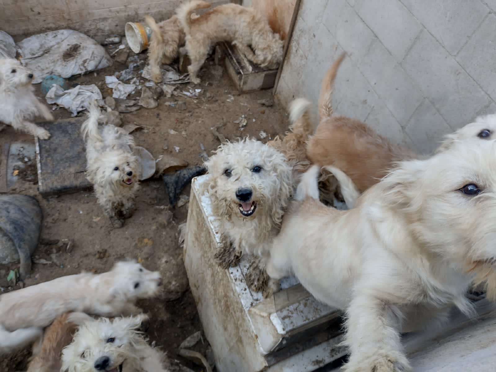 33 canes fueron rescatados tras denuncia por maltrato animal ...
