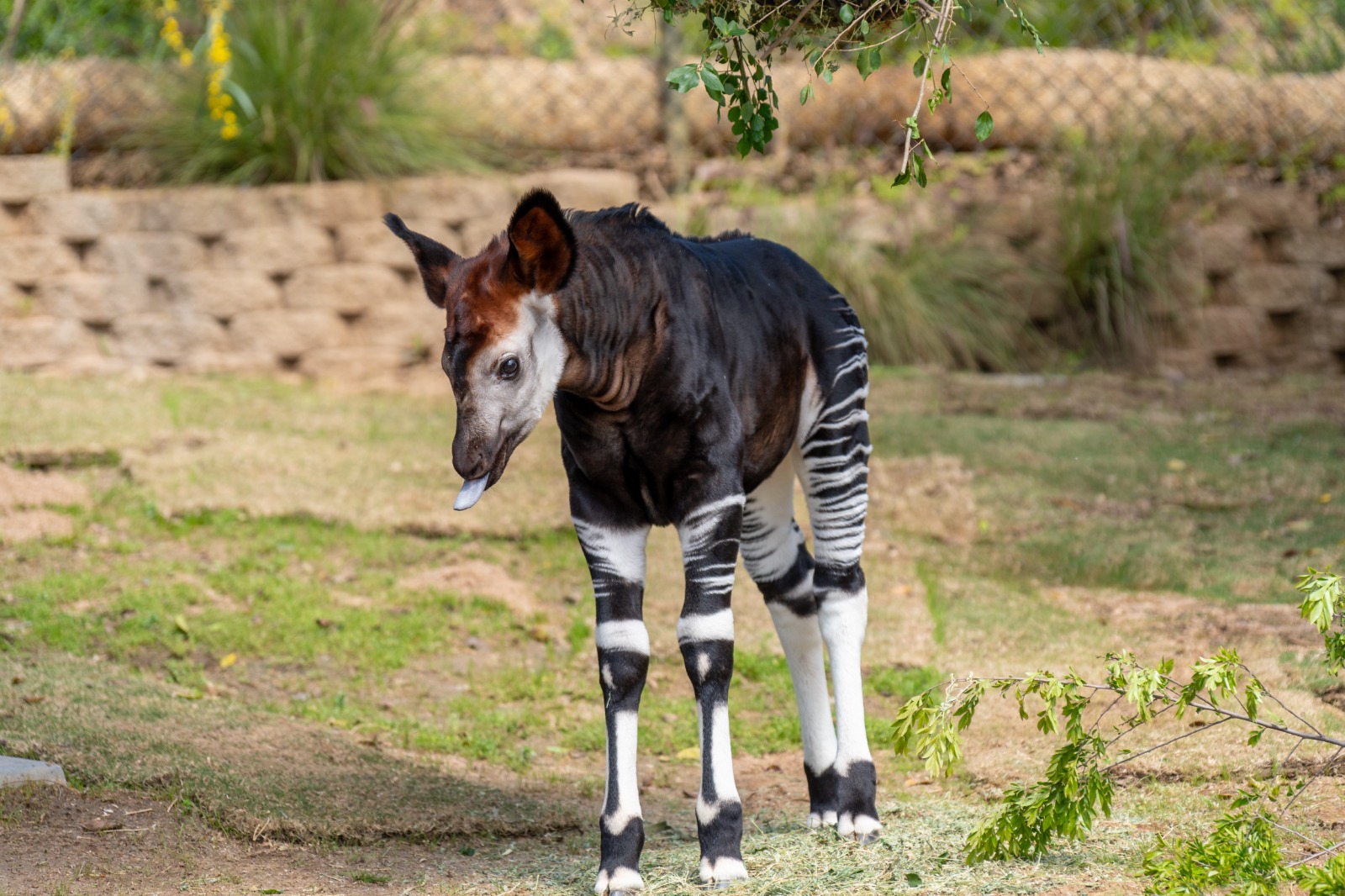 En abril podrá apreciarse al crío de okapi nacido en el San Diego Zoo ...