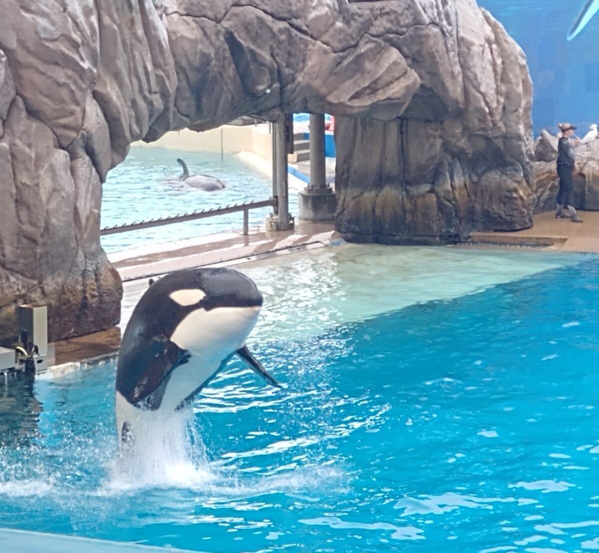 50 Aniversario De Seaworld
