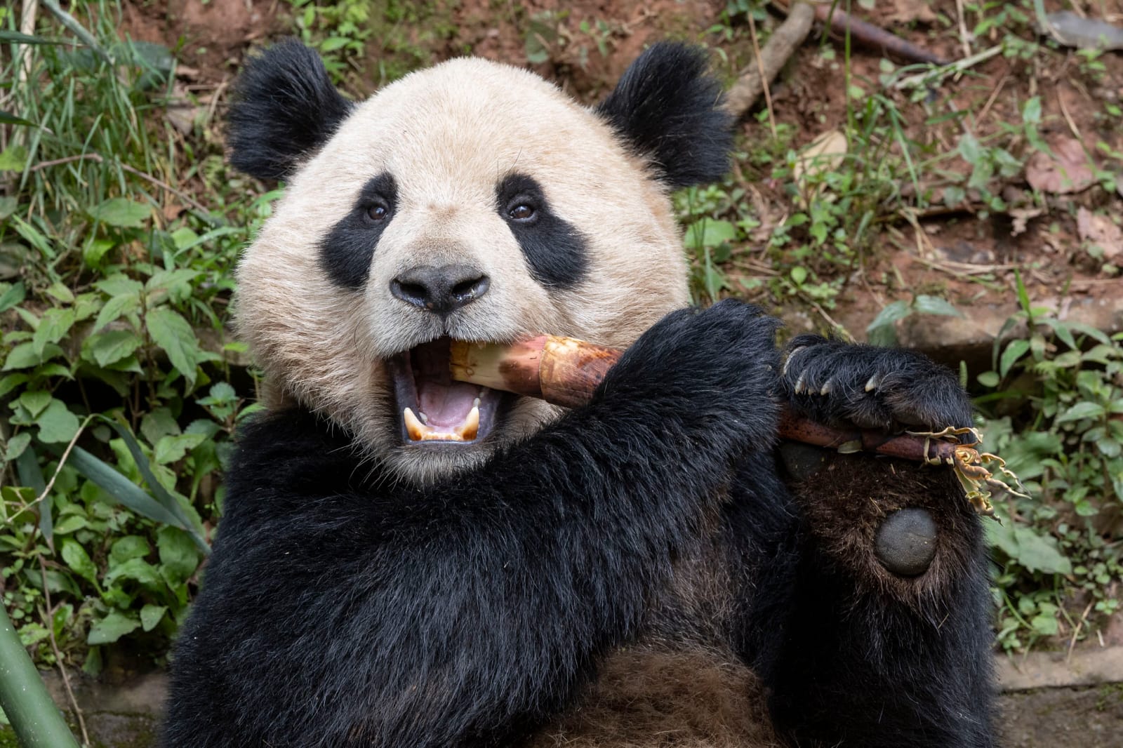 Yun Chuan y Xin Bao pronto estarán en el San Diego Zoo - Semanario ZETA
