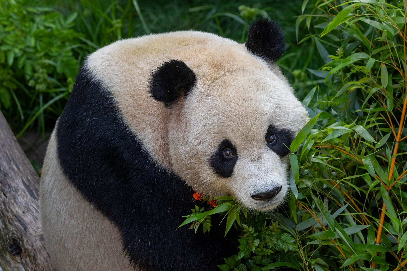 Dos pandas gigantes en su nuevo hogar: el San Diego Zoo - Semanario ZETA