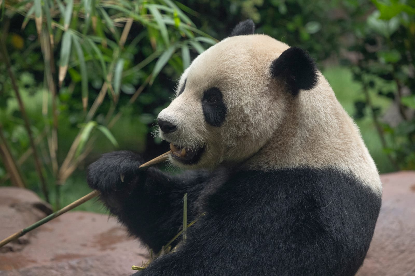 Ya hay fecha para ver a Yun Chuan y Xin Bao en el San Diego Zoo ...