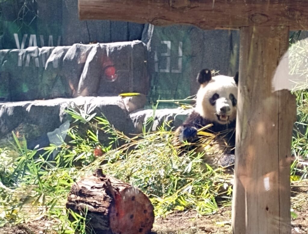El histórico debut de Yun Chuan y Xin Bao en el San Diego Zoo ...