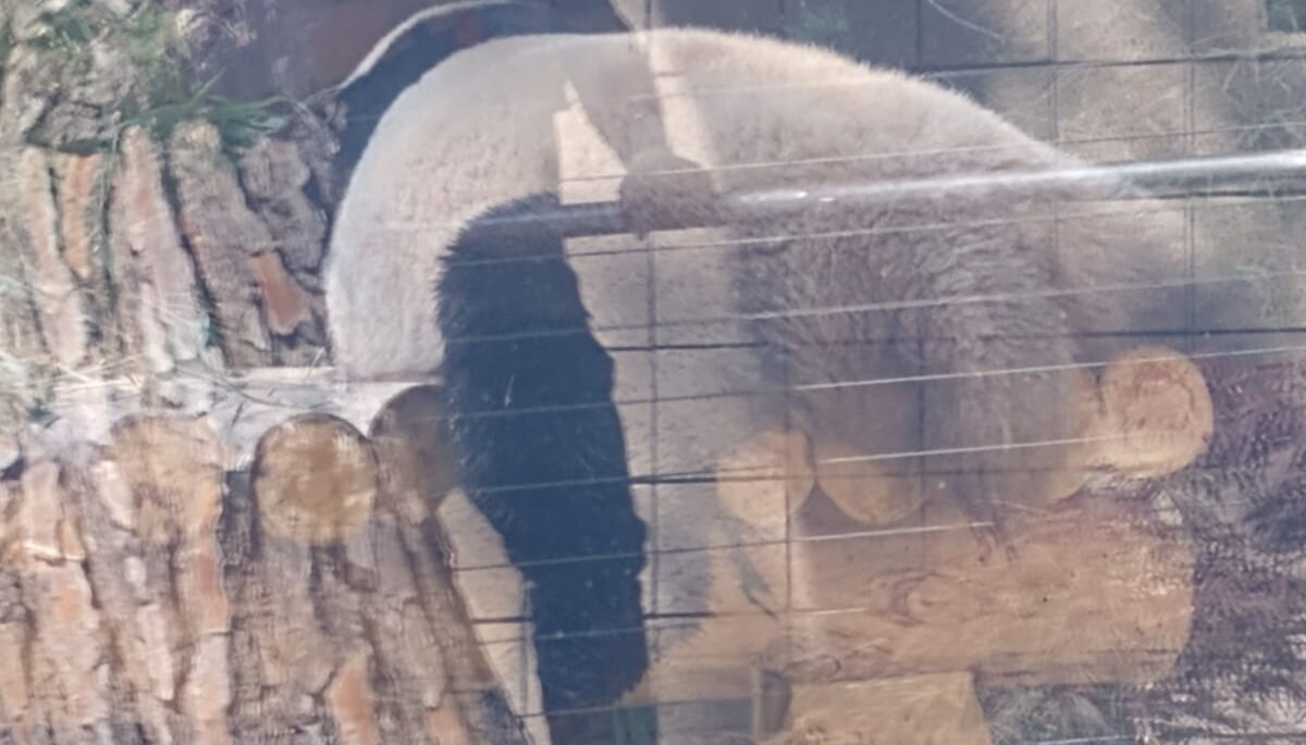 El histórico debut de Yun Chuan y Xin Bao en el San Diego Zoo ...