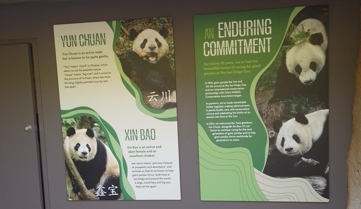 El histórico debut de Yun Chuan y Xin Bao en el San Diego Zoo ...