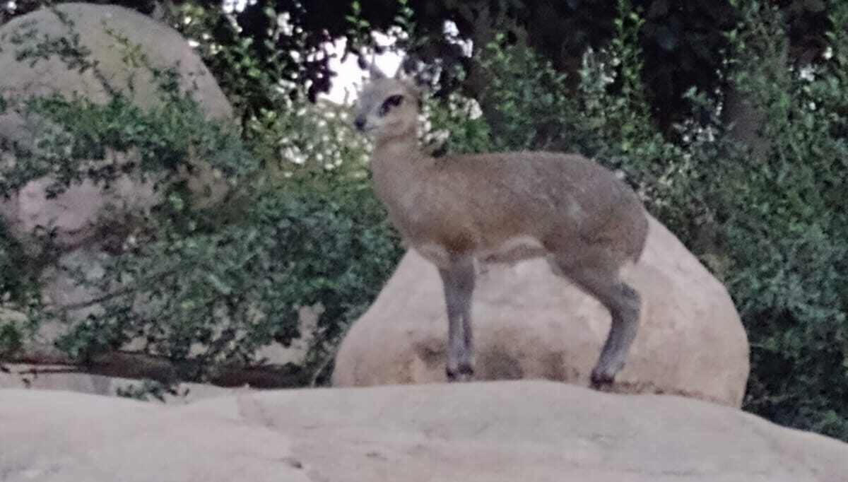 Un día en el Nighttime Zoo - Semanario ZETA
