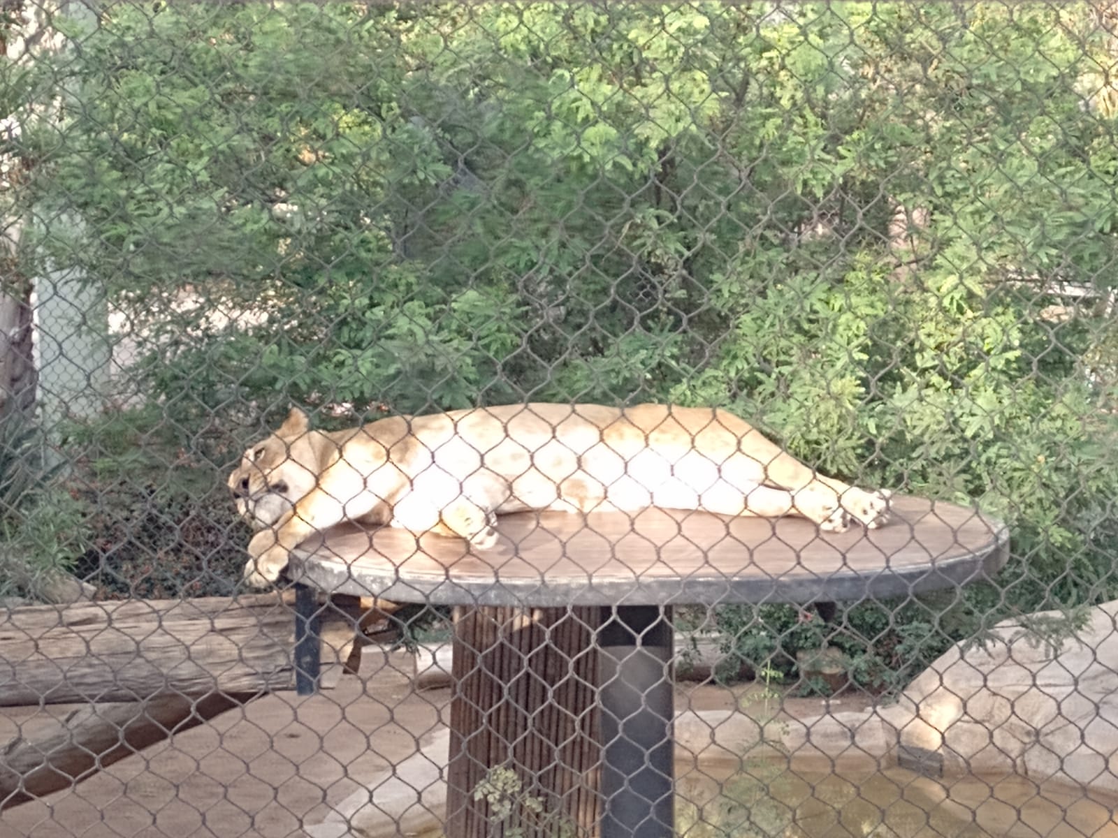 Un día en el Nighttime Zoo - Semanario ZETA
