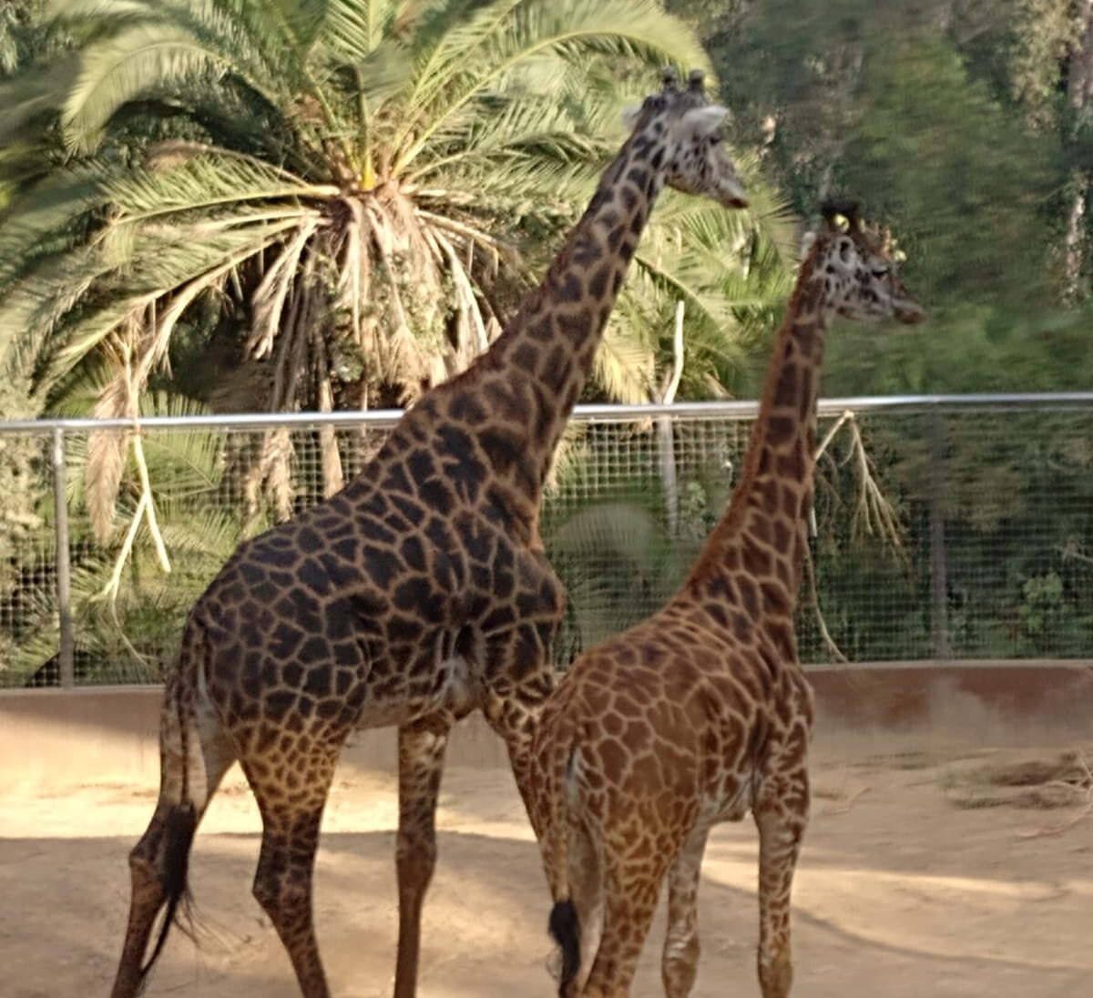 Un día en el Nighttime Zoo - Semanario ZETA