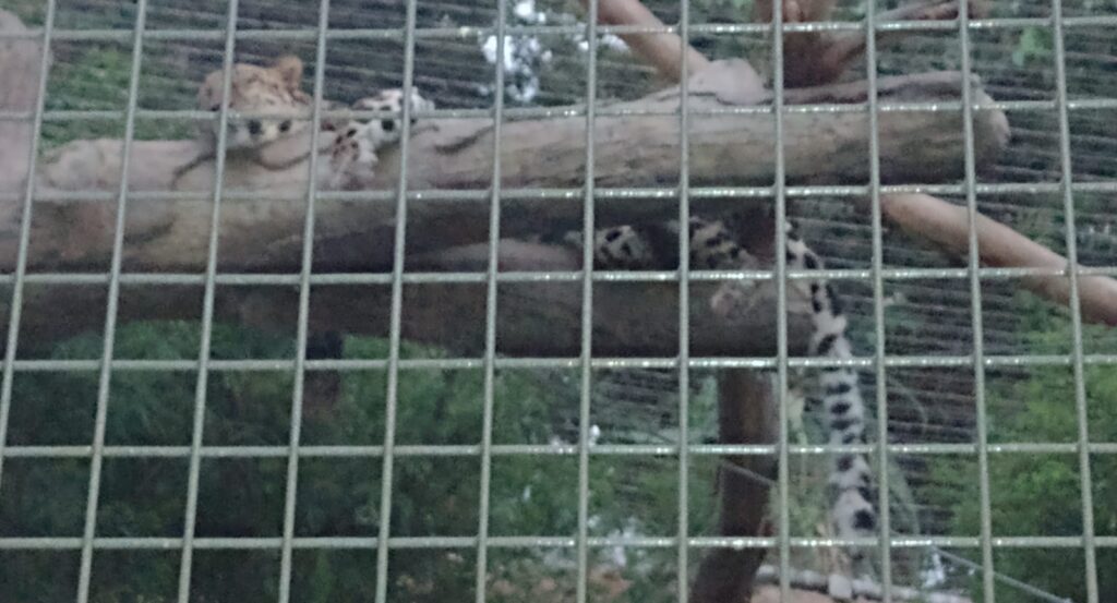 Un día en el Nighttime Zoo - Semanario ZETA