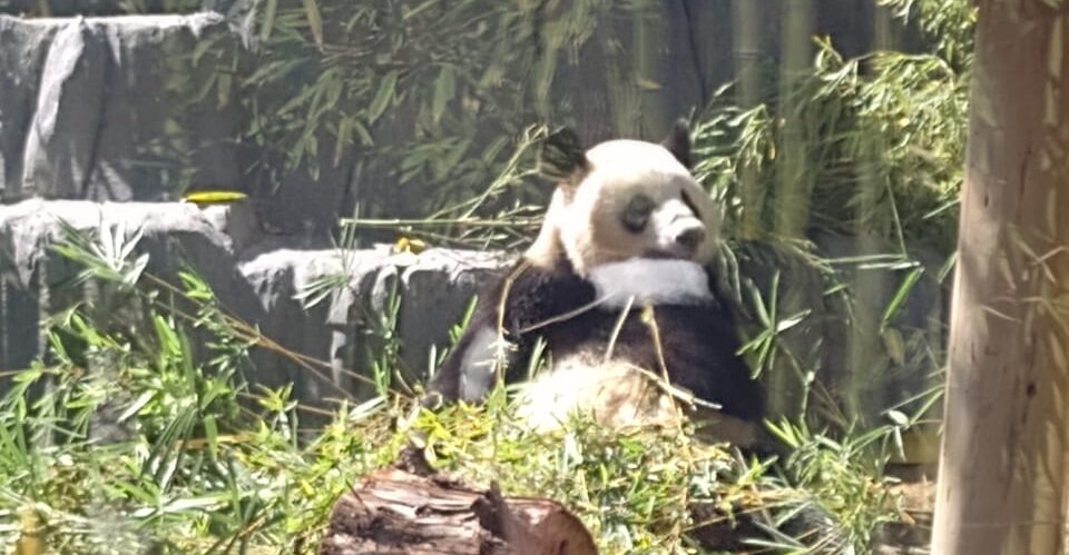 Un día en el Nighttime Zoo - Semanario ZETA