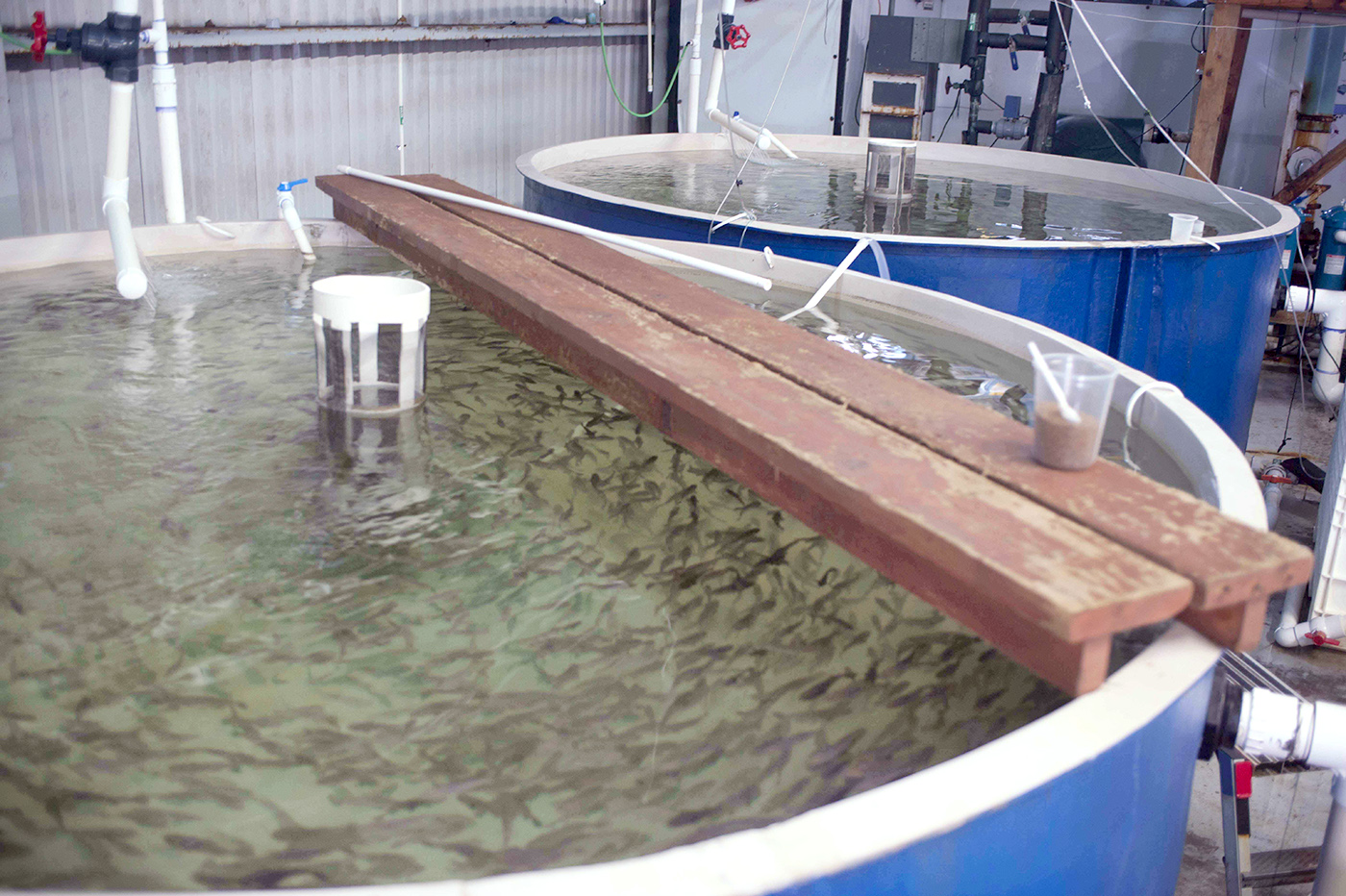 Totoaba de la UABC - Semanario ZETA