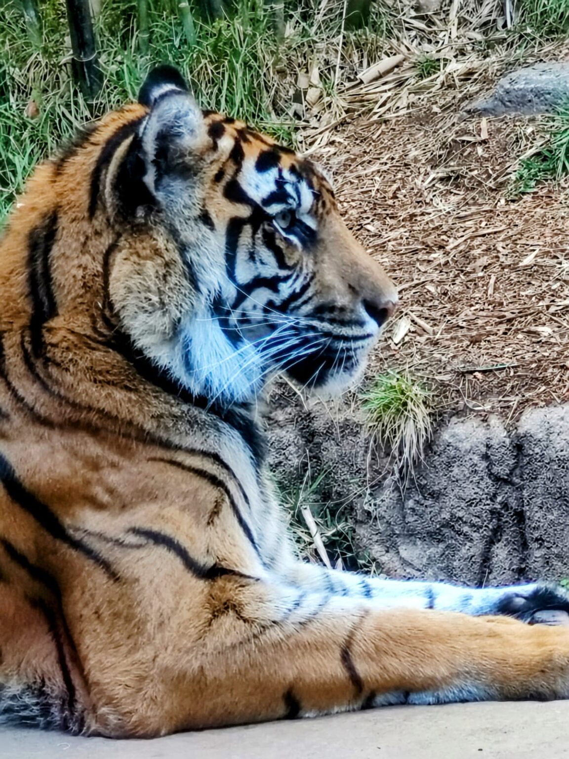 Inolvidables recorridos navideños con “Wild Holidays” y “Jungle Bells ...