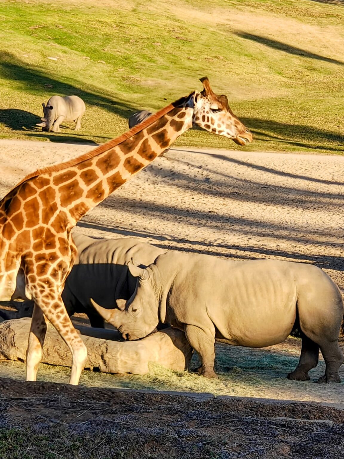 Inolvidables recorridos navideños con “Wild Holidays” y “Jungle Bells ...