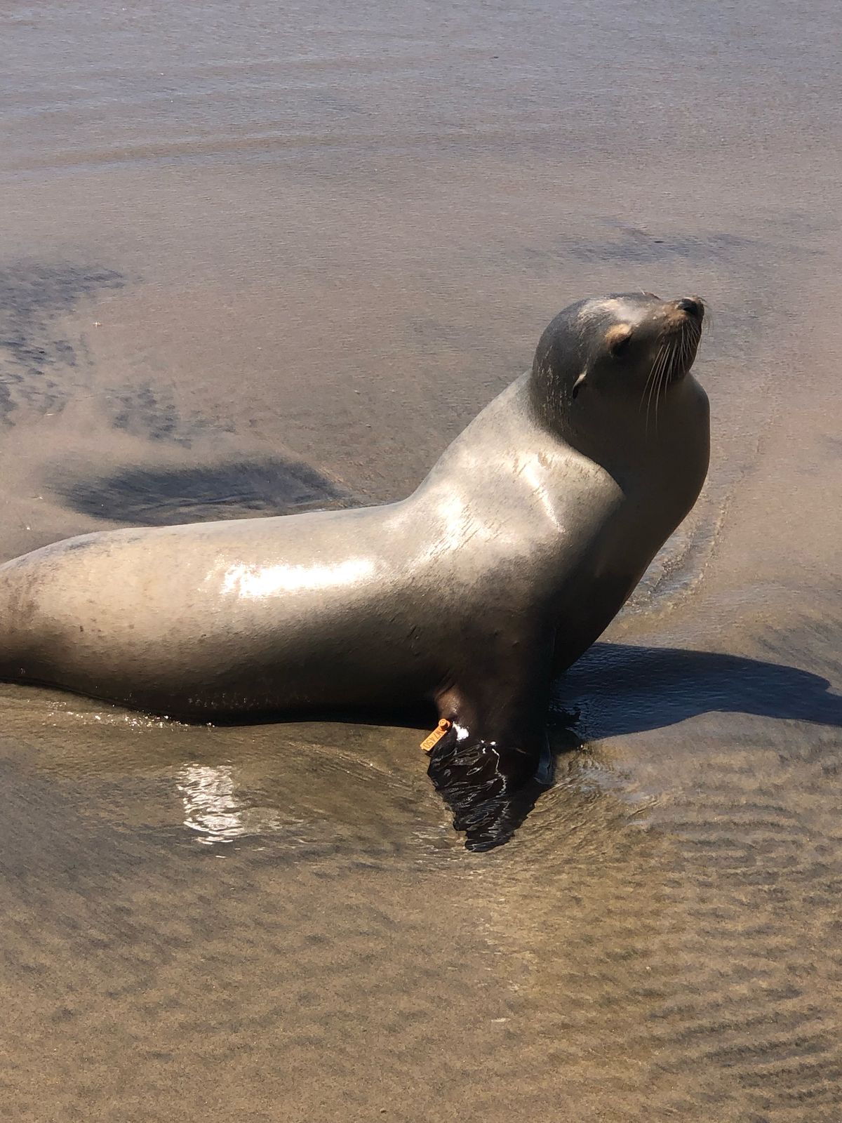 Cuatro lobos marinos muertos en Playas de Rosarito; 7 han logrado ...