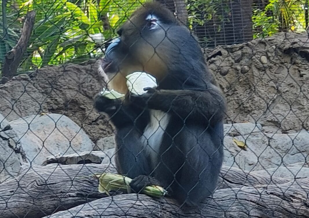 Todo lo que se ve en el Nighttime Zoo de San Diego - Semanario ZETA