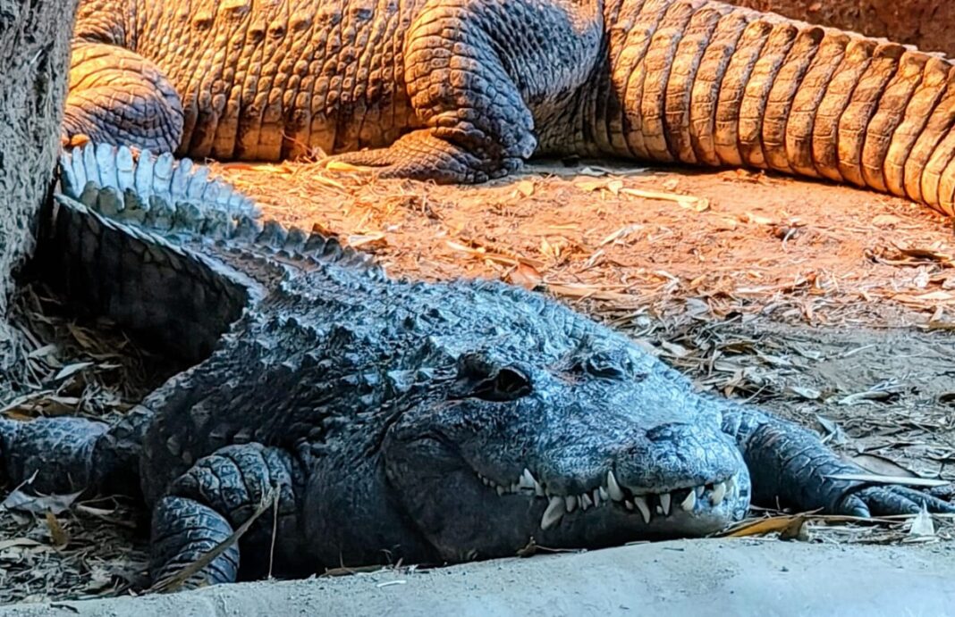 Todo lo que se ve en el Nighttime Zoo de San Diego - Semanario ZETA