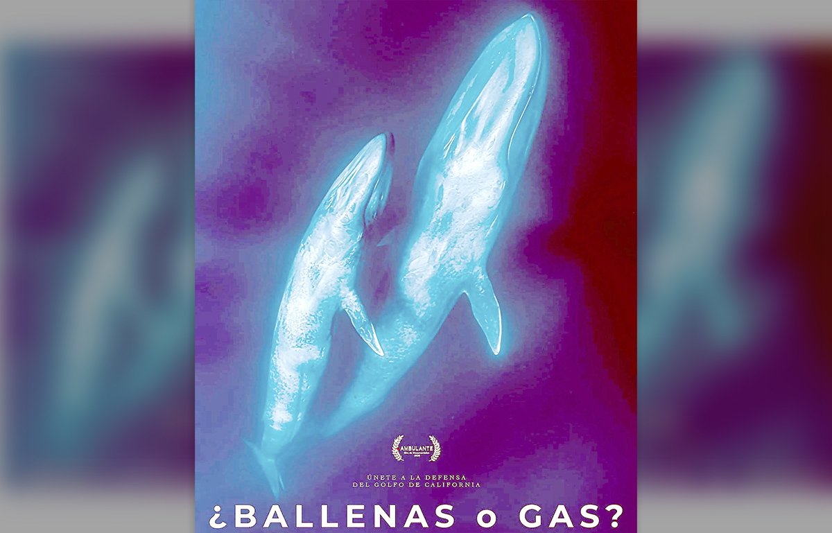 ¿Ballenas o gas? - Semanario ZETA
